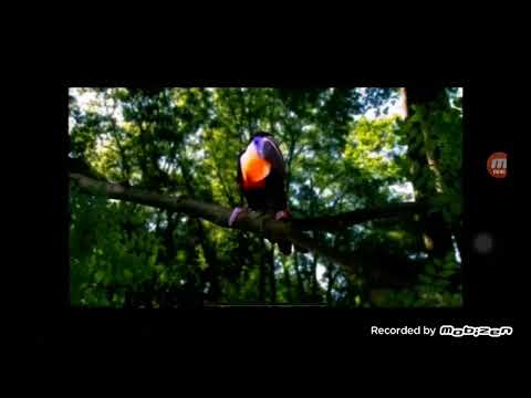 In The Night Garden Toucan Song X8 Speed