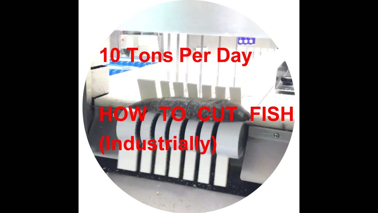 Meat Processing Machine | 10 Tons Per Day : HOW TO CUT FISH ...