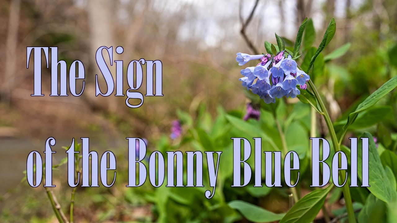 The Sign Of The Bonny Blue Bell - YouTube