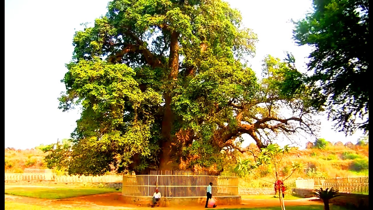 Baobab Tree In India