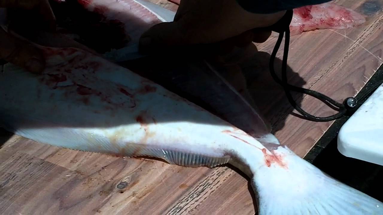 filleting a halibut pt 2 Prince Rupert BC Canada - YouTube