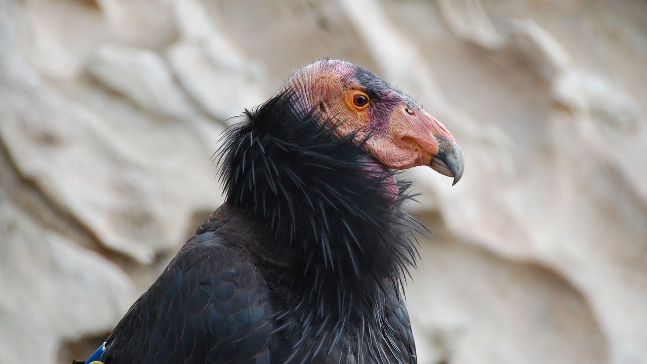 Registran primer caso de partenogénesis en Cóndor de California - YouTube