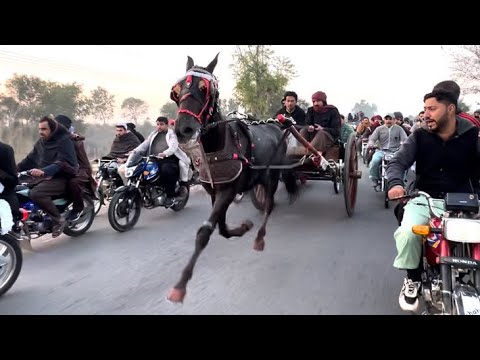 Tanga race ||Lal Shehzada vs lachi horse race - YouTube