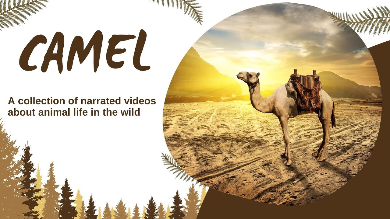 Camel Video | Camel | Animal Video | Camel Cartoon - YouTube