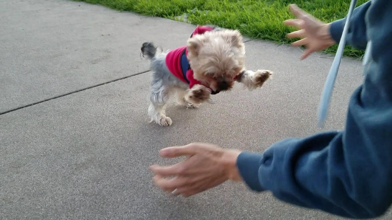 Paxton Teacup Yorkie Shows Off His Ferocious Growl - YouTube