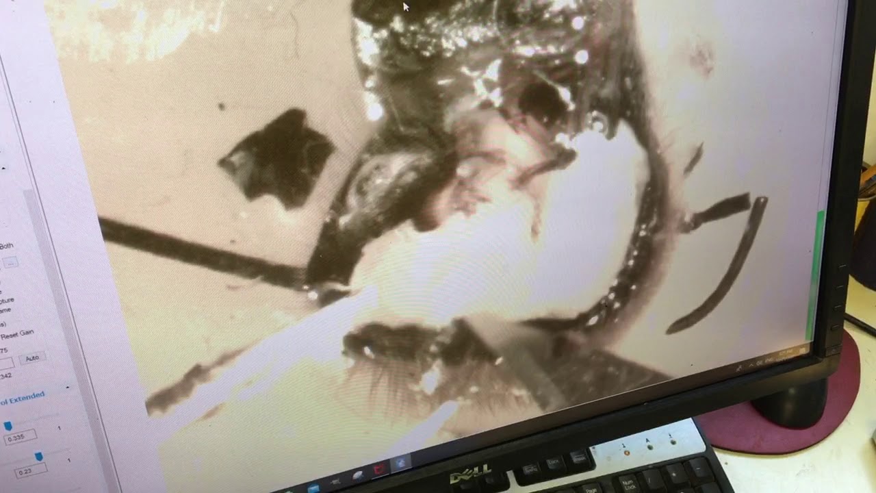 Dissection of the honey bee brain - Maya - YouTube