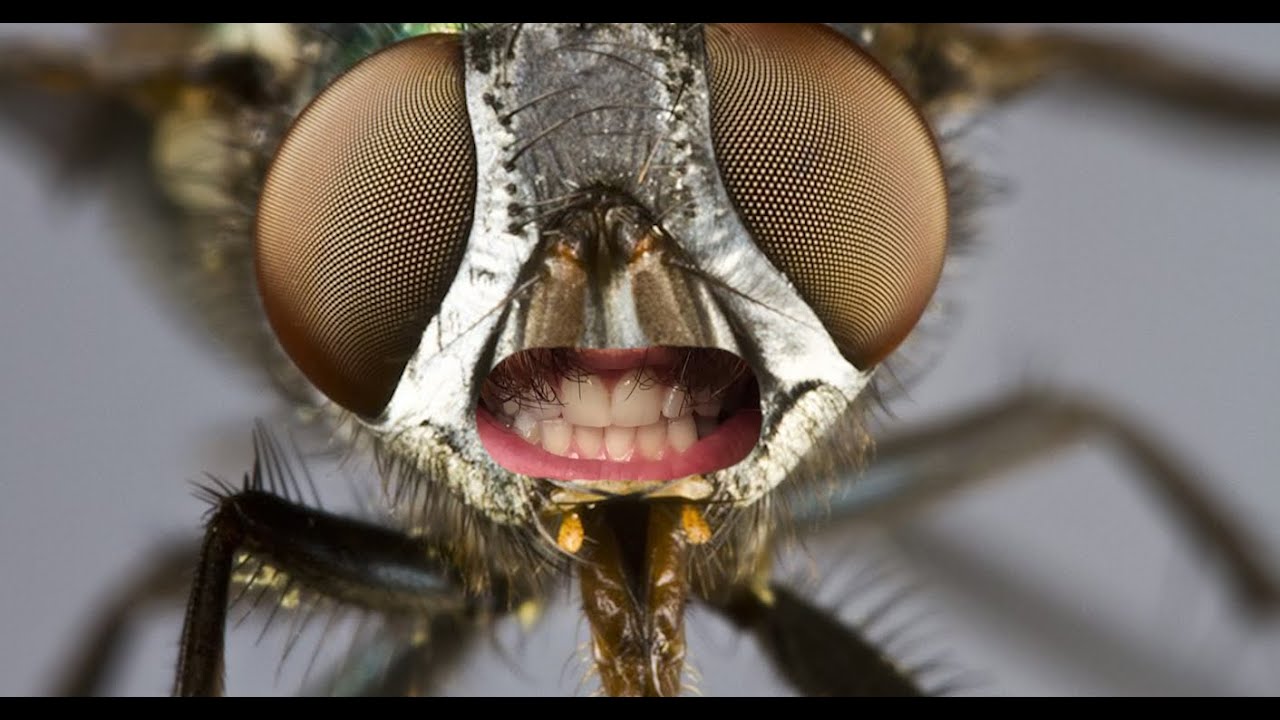 Its Literally Just A Song About Fruit Flies YouTube its-literally-just-a-song-about-fruit-flies-youtube