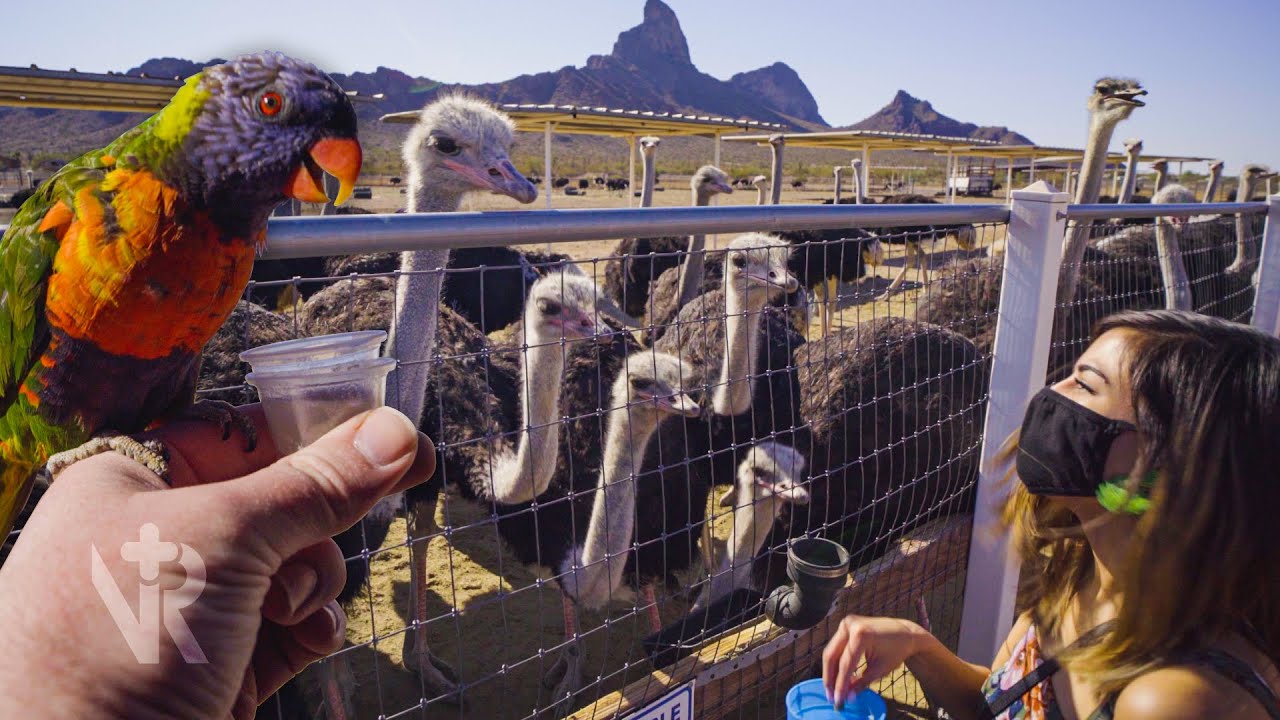 Visiting Rooster Cogburn Ostrich Ranch in Picacho, AZ! - YouTube