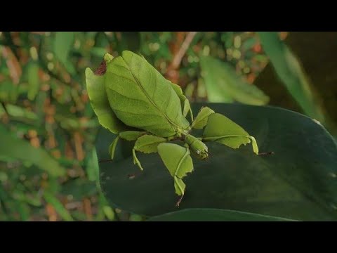 {PLANET ZOO} Giant Malaysian Leaf Insect Exhibit Build - YouTube