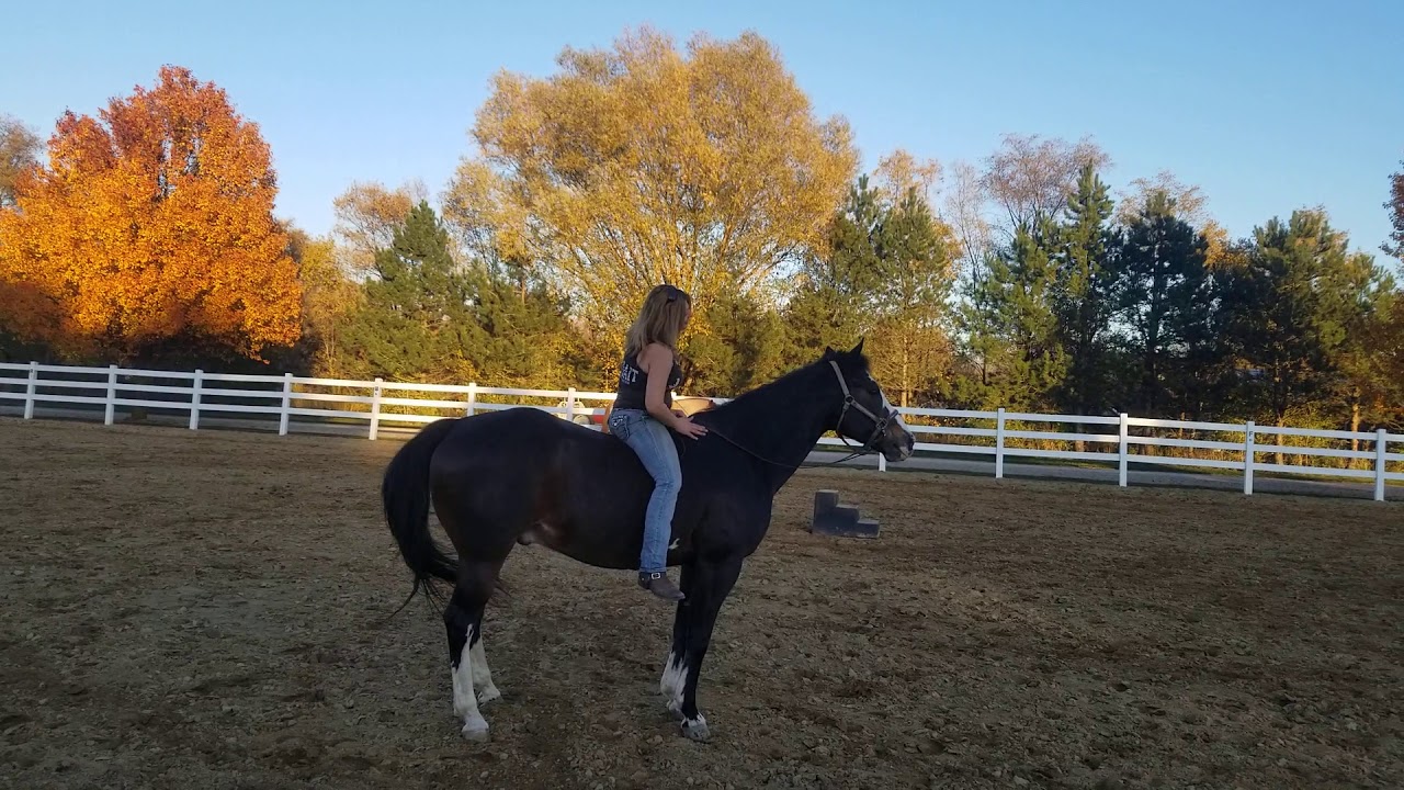 riding Wyatt bareback and bitless - YouTube