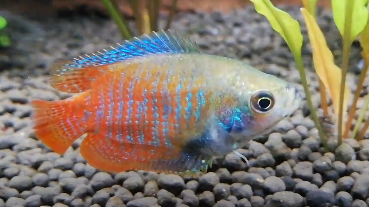 Neon Gouramis Colourful Fish Feeding Time High Tech Planted Aquarium ...
