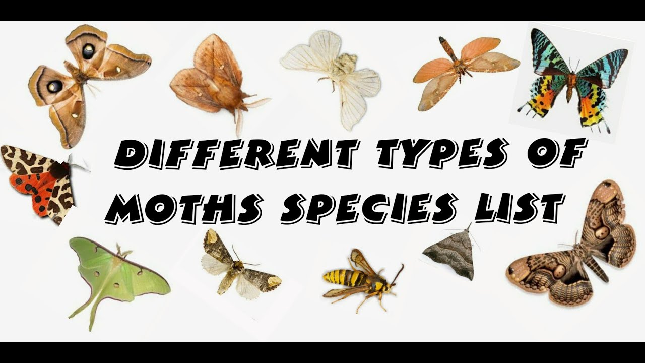Learn Different Types of Moths Species List. - YouTube