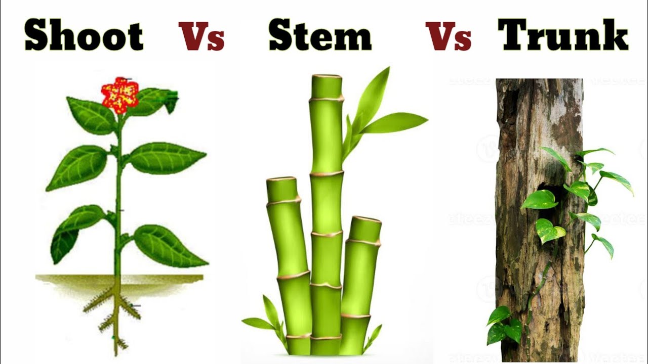 Difference Between Shoot, Stem And Trunk In Plants - YouTube