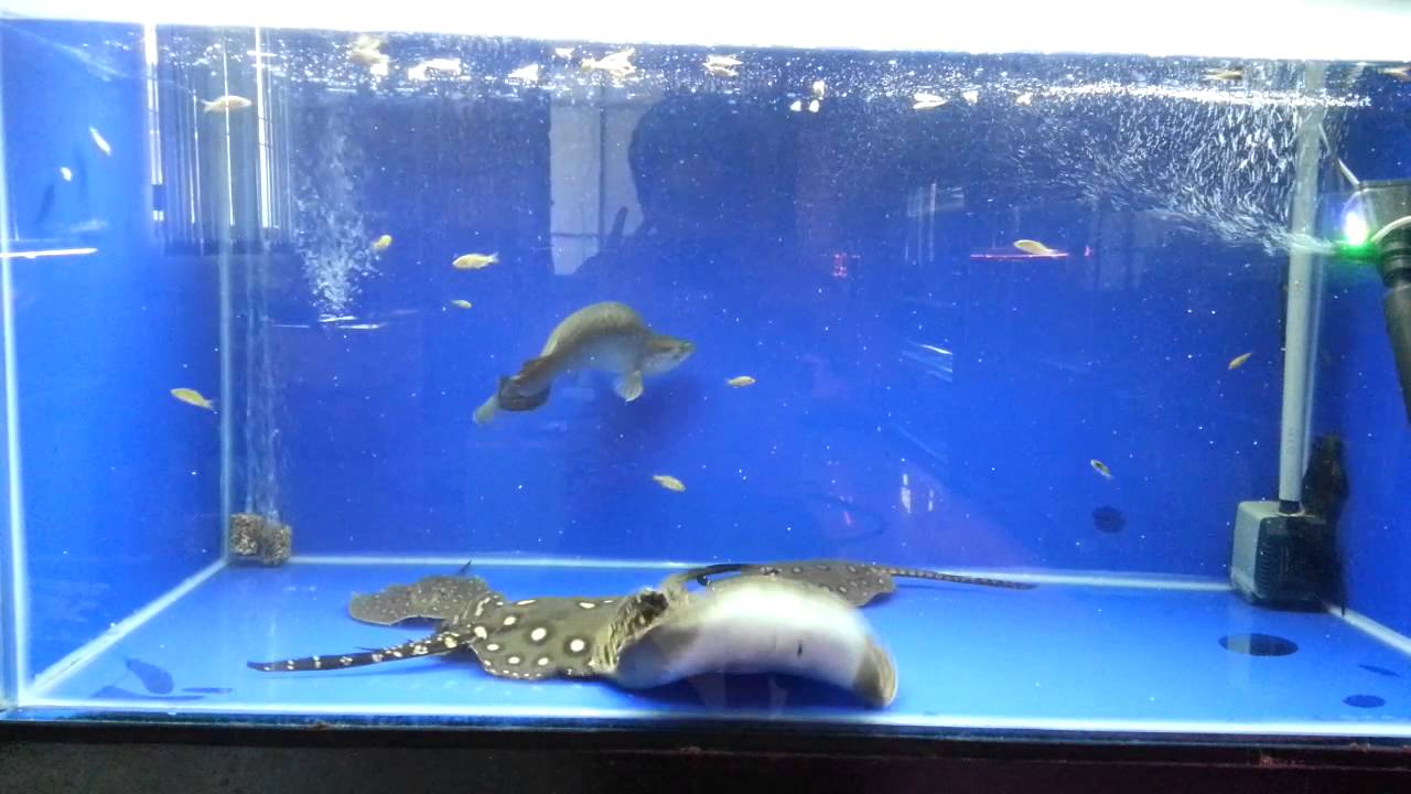 stingray eating fish - YouTube