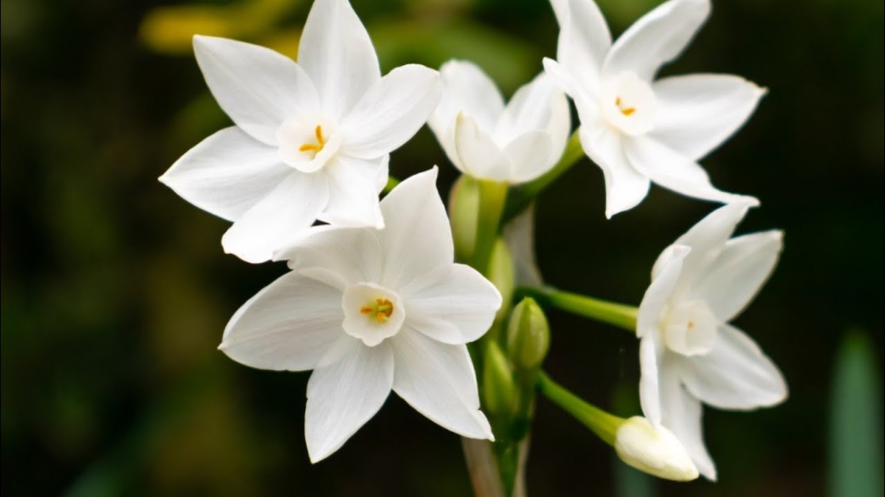 How To Grow And Care Daffodils || Daffodils Seed Pods - YouTube