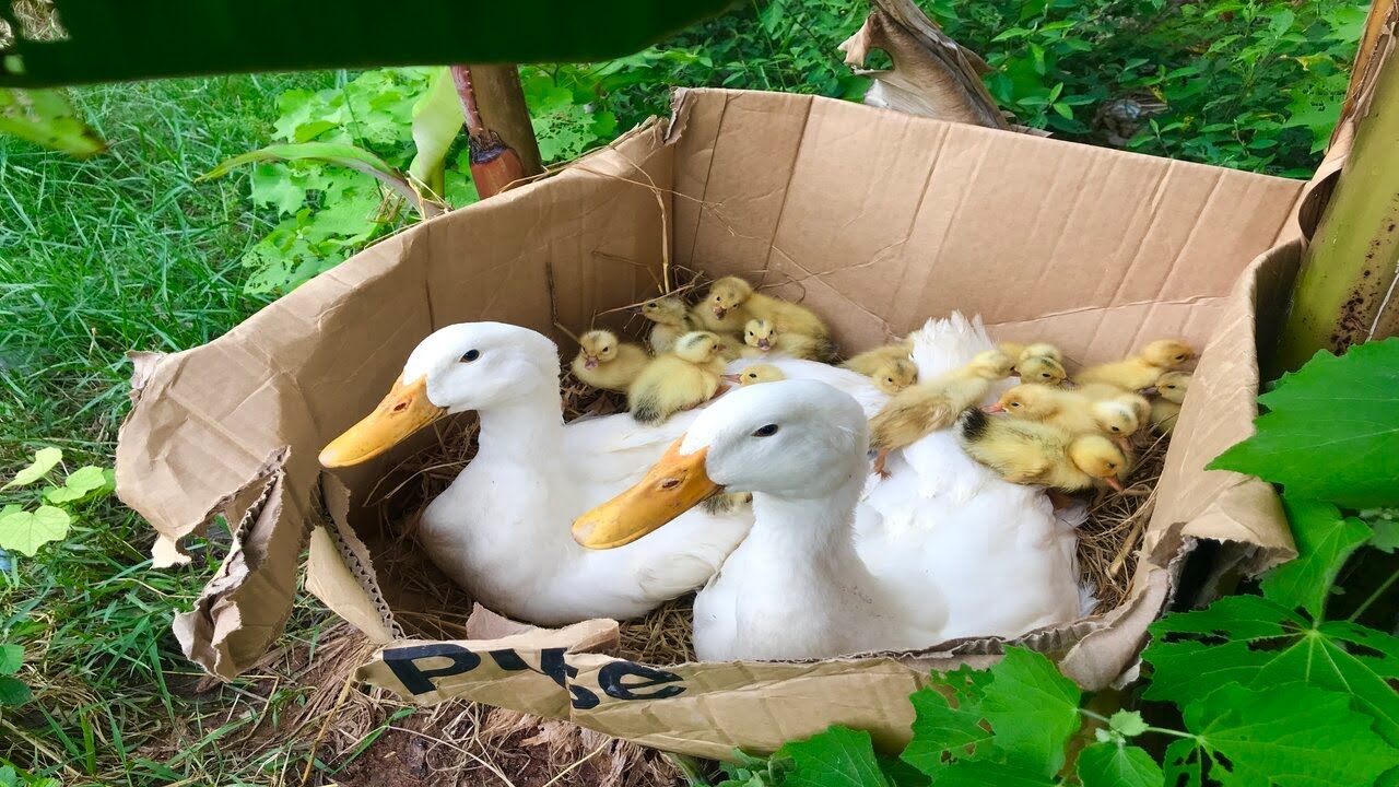 2 Mom duck hatching 15 baby ducklings - YouTube