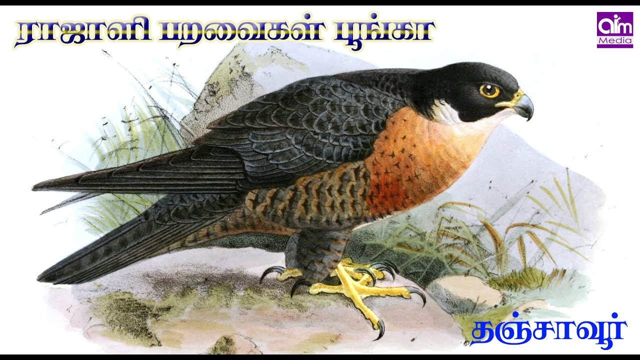 Rajali Birds Park @ Tanjore - YouTube