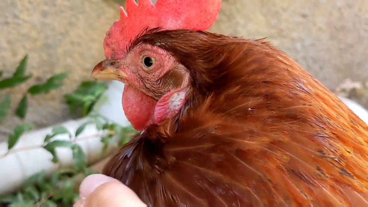Petting my cute chicken 8! - YouTube