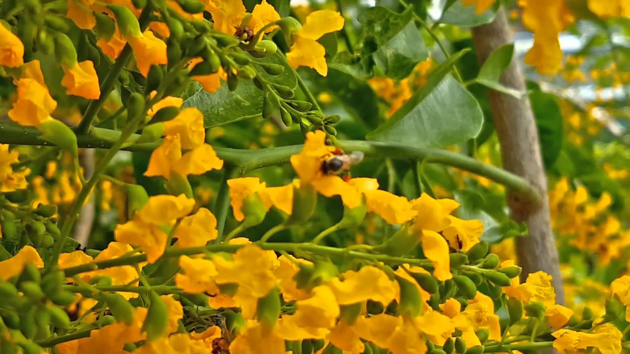 Padaut Flowers 2016 - YouTube