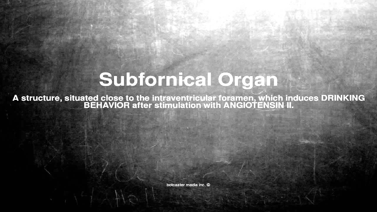 Medical vocabulary: What does Subfornical Organ mean - YouTube