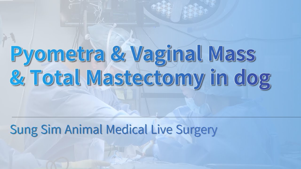 (Warning) Pyometra&Vaginal Mass & Total Mastectomy in dog Sung Sim ...