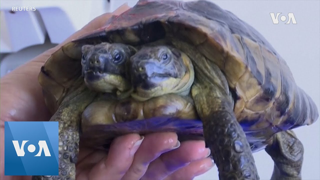 Two Headed Tortoise