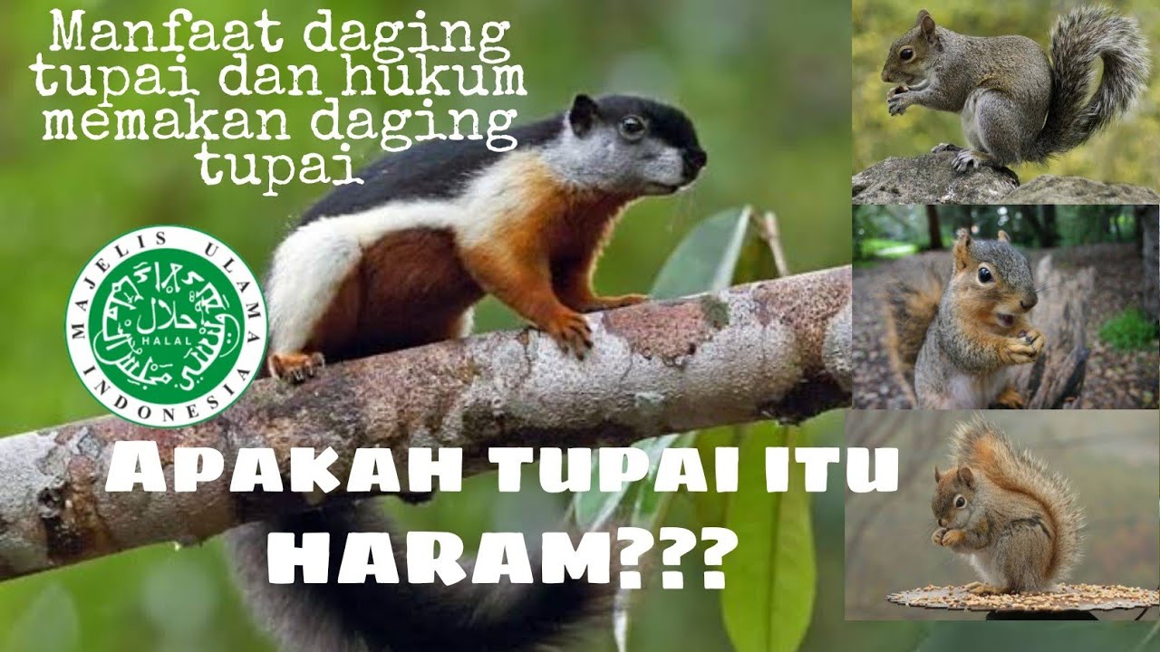 MANFAAT DAGING TUPAI! HALAL ATAU HARAM??? - YouTube