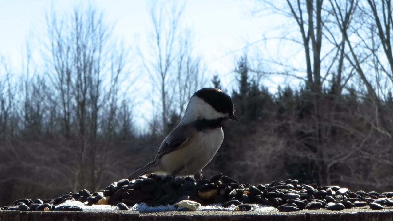 Chickadees, juncos, and a noisy blue jay stop by for lunch in late ...