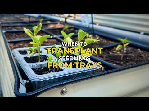 How To Transplant Seed Starting Trays