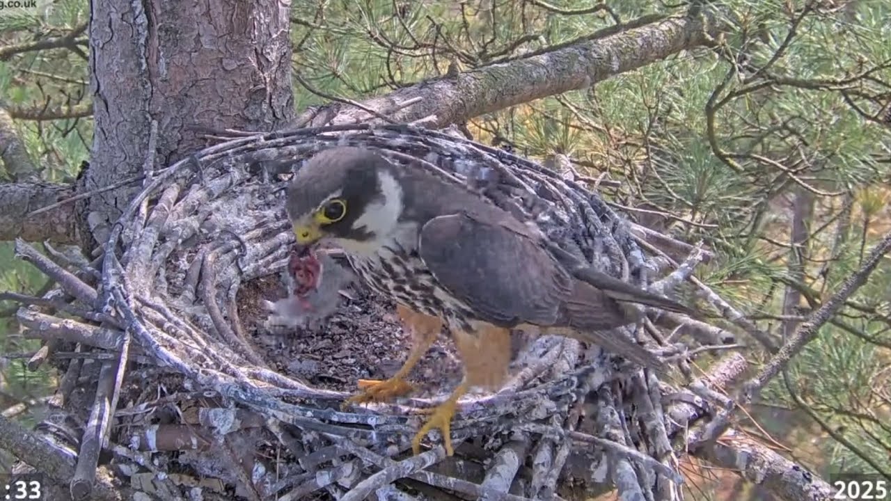 Hobby Dad brings bird prey after Goshawk attack on nest | Southern UK ...
