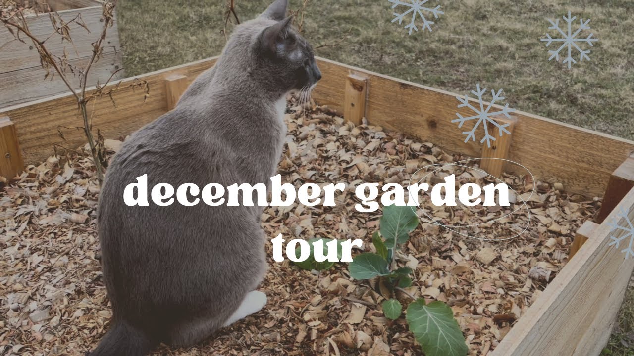 Early December Garden Tour! Check out My Winter Garden 🌱 ️ - YouTube