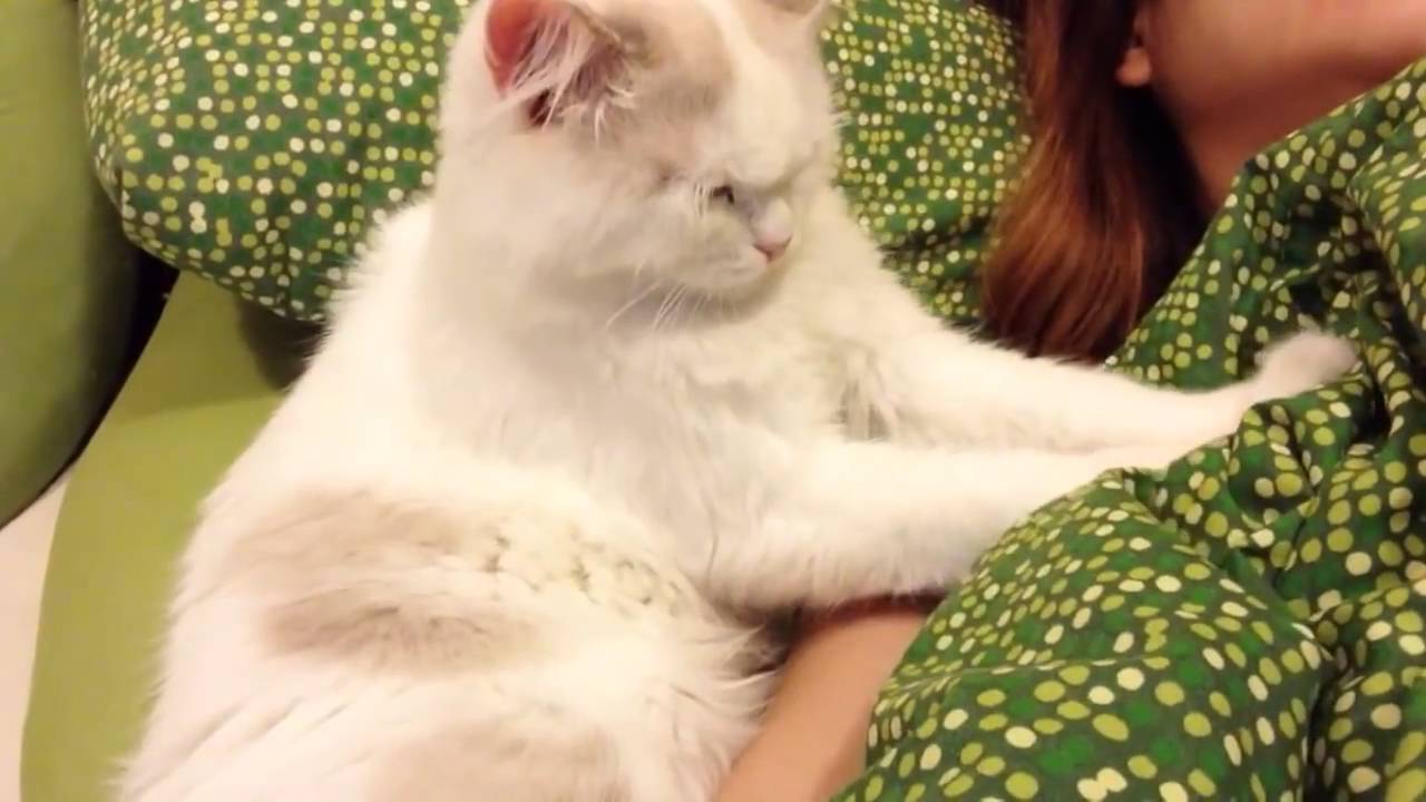 Cute cats waking up owners - YouTube