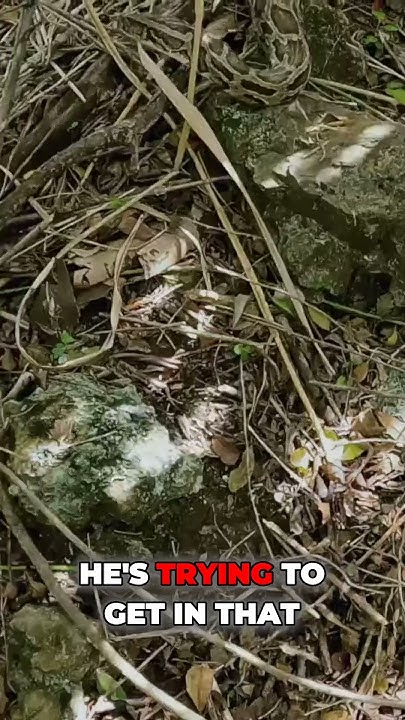 Intense struggle in capturing a massive python - YouTube