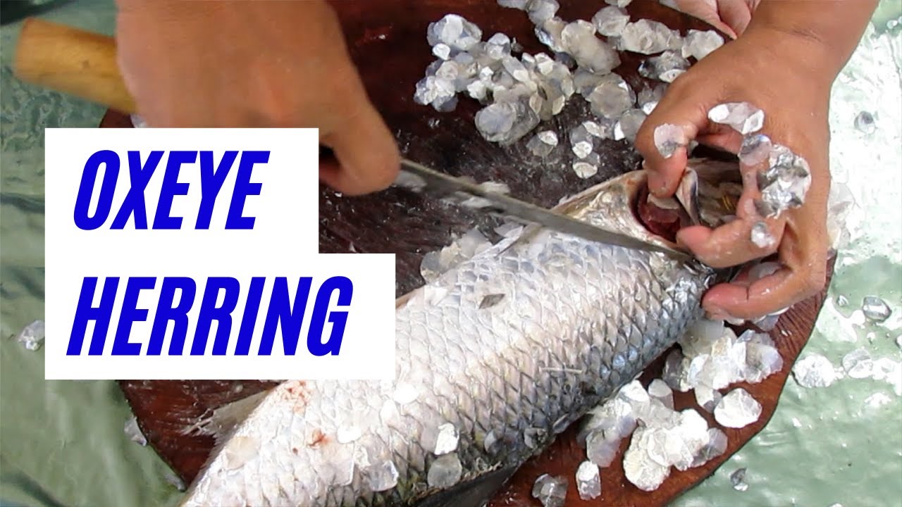 Fish Cutting Skills - Cutting the The Indo-Pacific tarpon or Oxeye ...