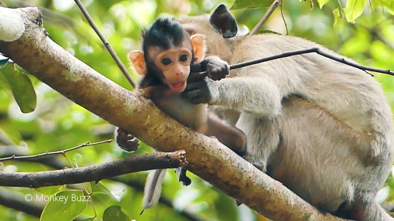 Help! Help! Poor Life Baby Monkey Calvin Crying Asking Casi To Help ...