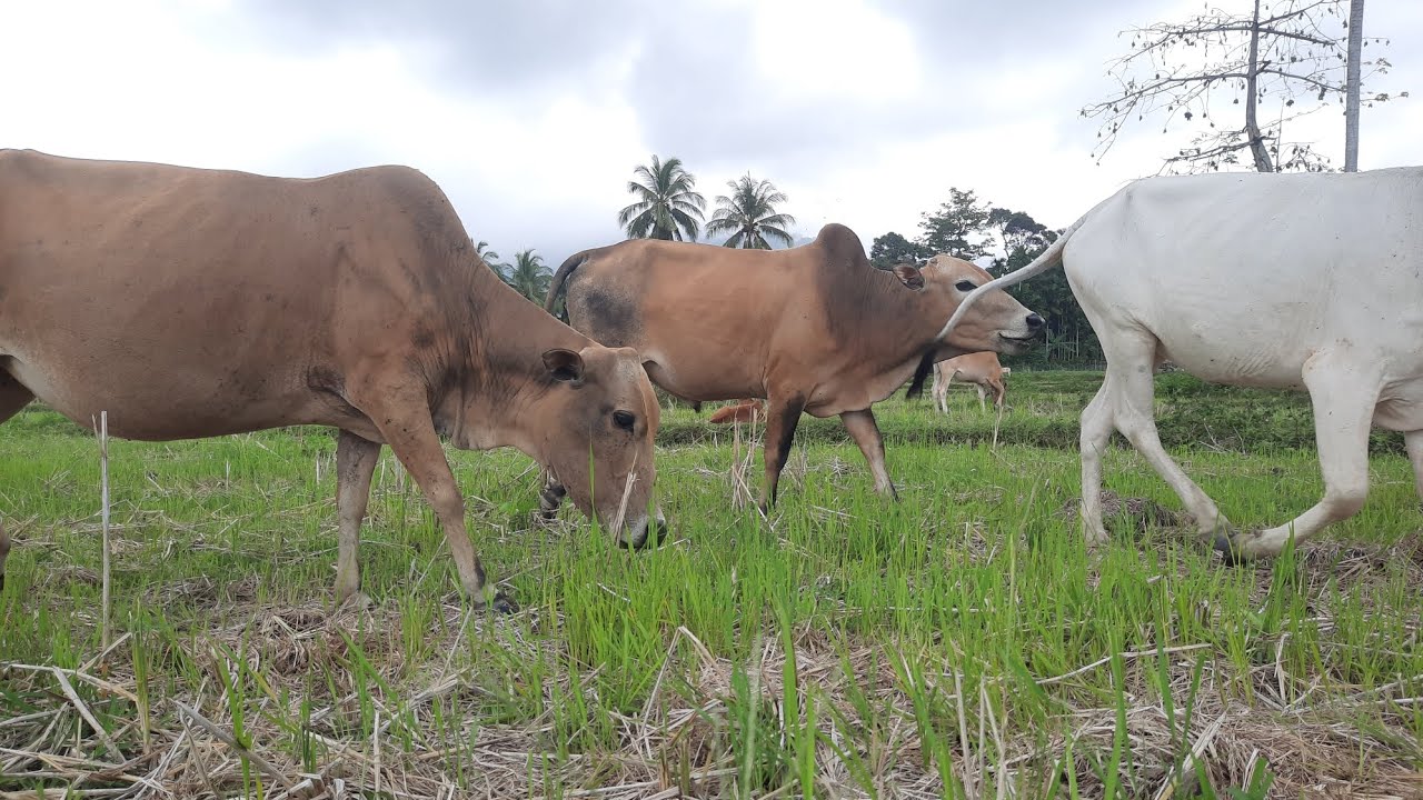 SAPI LEMBU KAMPUNG YANG GAGAH - TERNAK SAPI - #sapilucu#hewanternak # ...