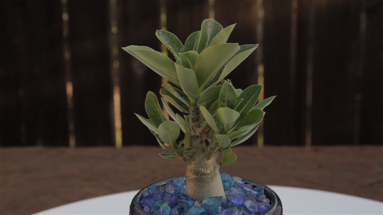 Adenium obesum arabicum hybrid - YouTube
