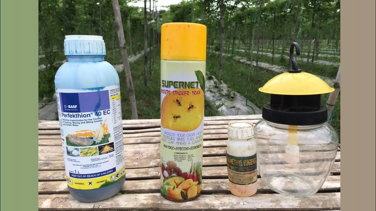 HOW TO CONTROL FRUIT FLIES - YouTube