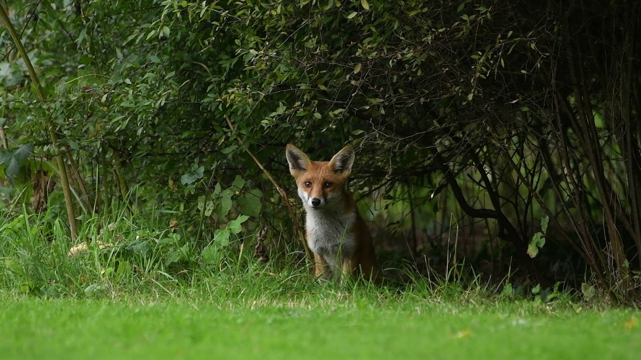Fox at The Fox Hide Experience on 22nd August 2017 - YouTube