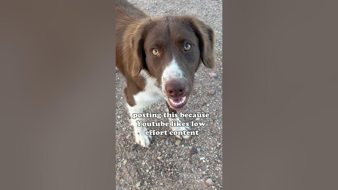 the algorithm is not algorithming 🐶👀......................... - YouTube