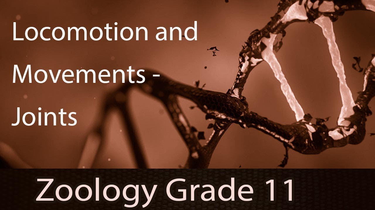 Locomotion & Movement | Joints In Human Body | Types Of Joints ...
