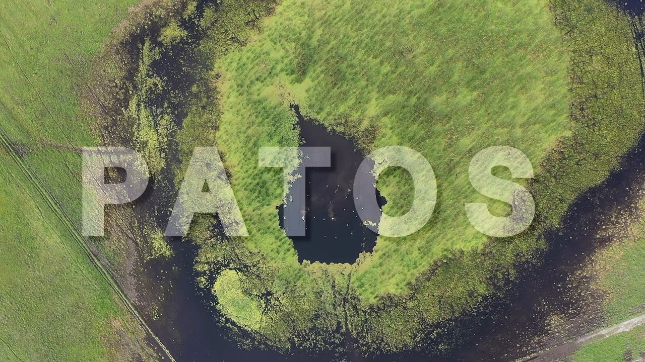 Instinto Primitivo EP-01 Patos - YouTube