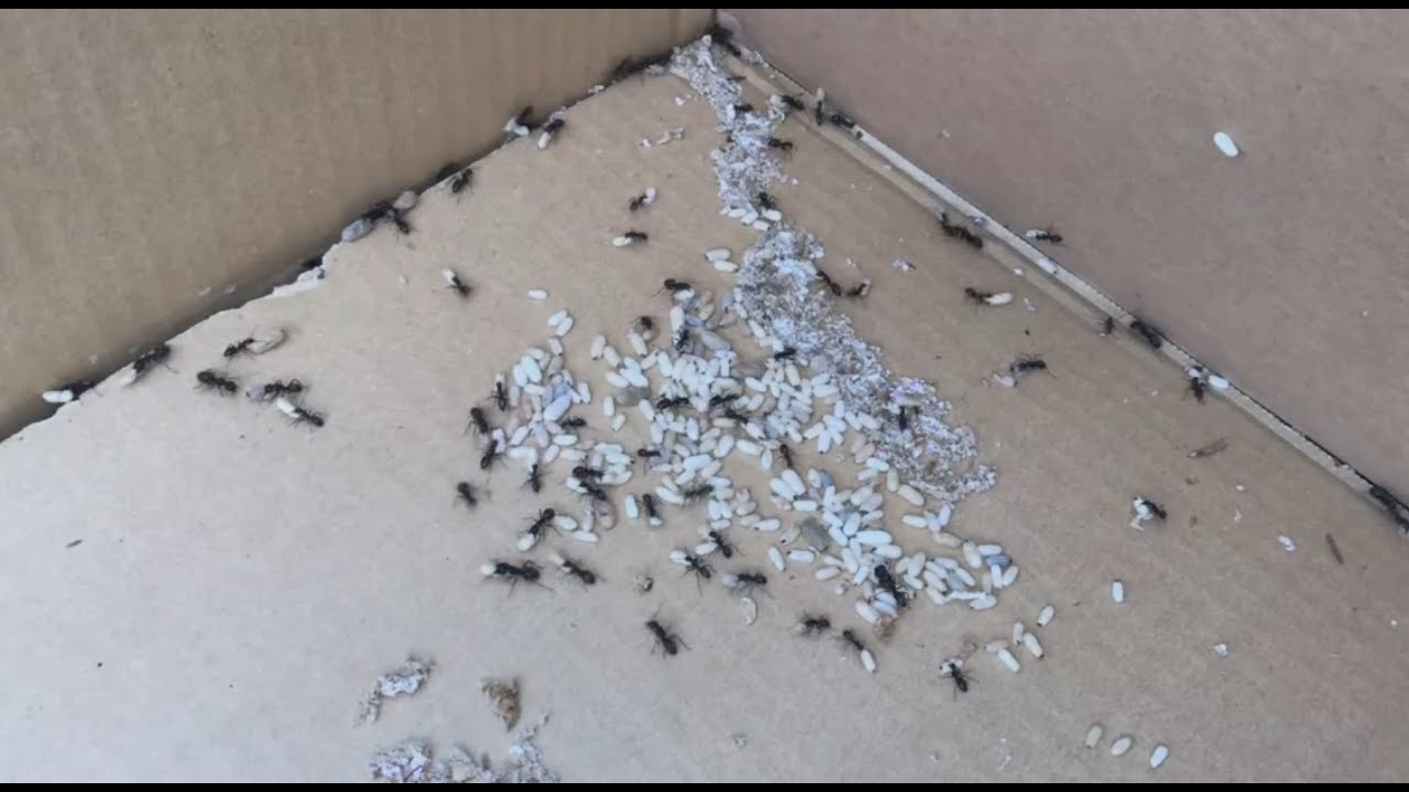 Got a box out of the shed and it was filled with Carpenter Ants - 2020 ...
