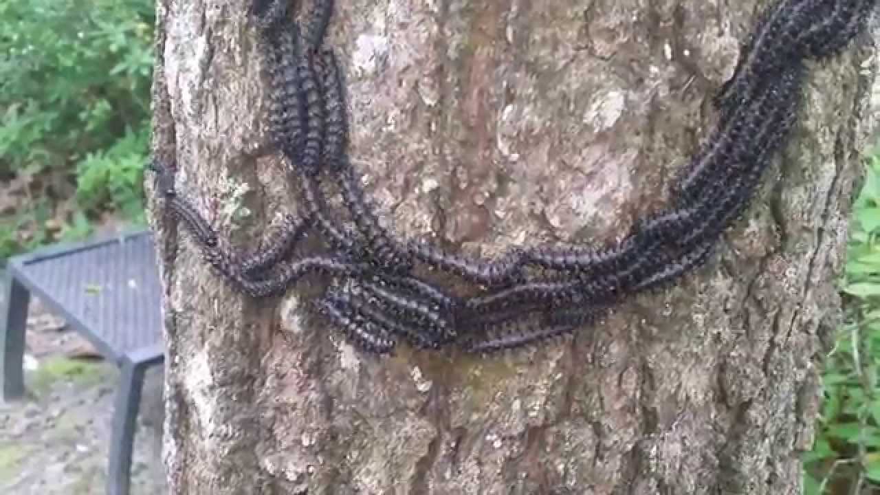 Unknown caterpillars swarming around a tree - YouTube