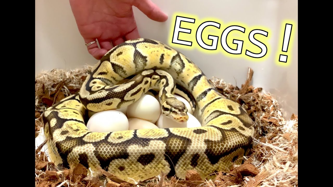Ball Python Eggs! Clutch 1901: Pastel Vanilla x Banana Enchi Clown | BallPythons9 - YouTube