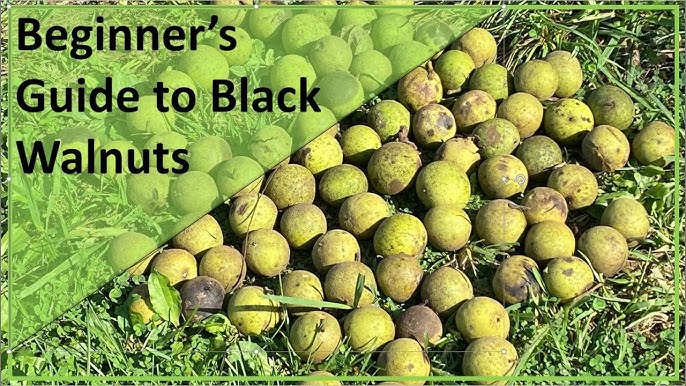 Black Walnuts
