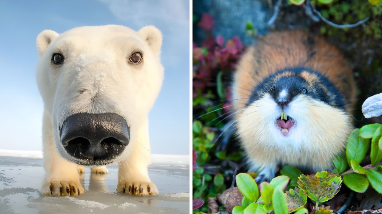 10 Unique Animals Found in the Arctic! - YouTube