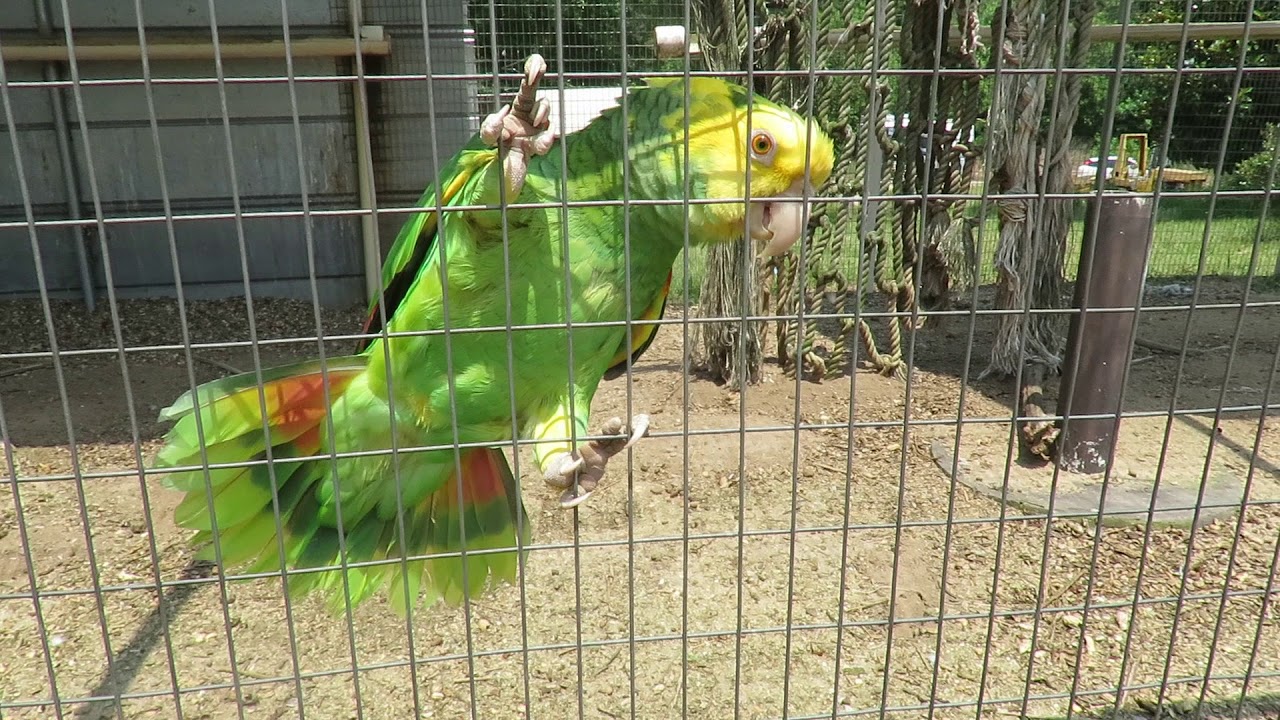 Freedom the Parrot Screams Excitedly with Yellow Naped & Double Yellow ...
