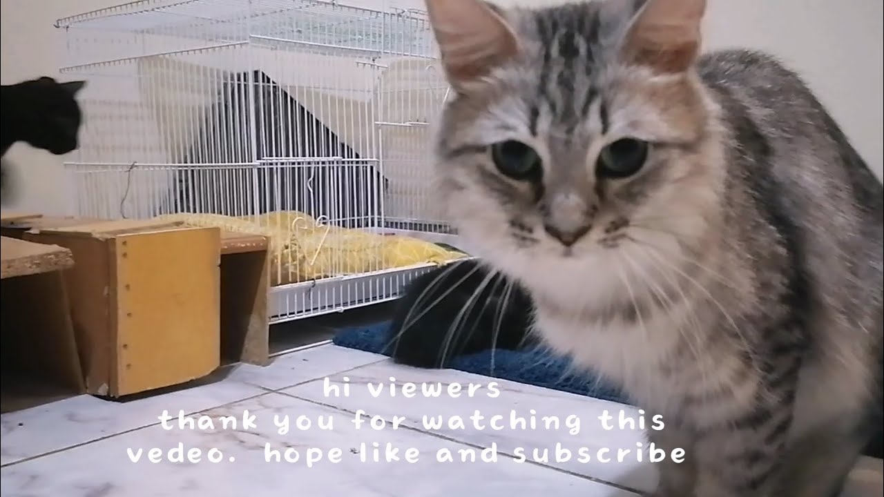 CAT DAY LIFE | SO MUCH FUN | #cat - YouTube