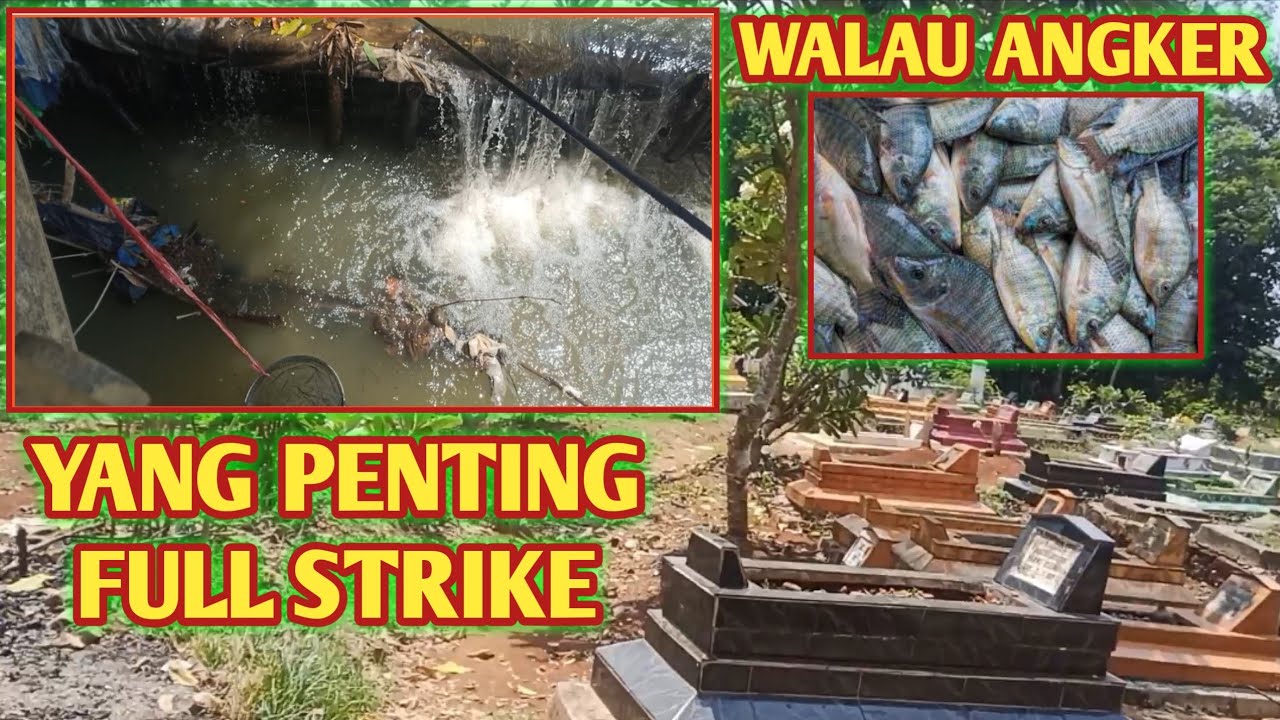 BEGINI JADINYA JIKA MANCING DI SPOT ANGKER || MANCING IKAN NILA - YouTube